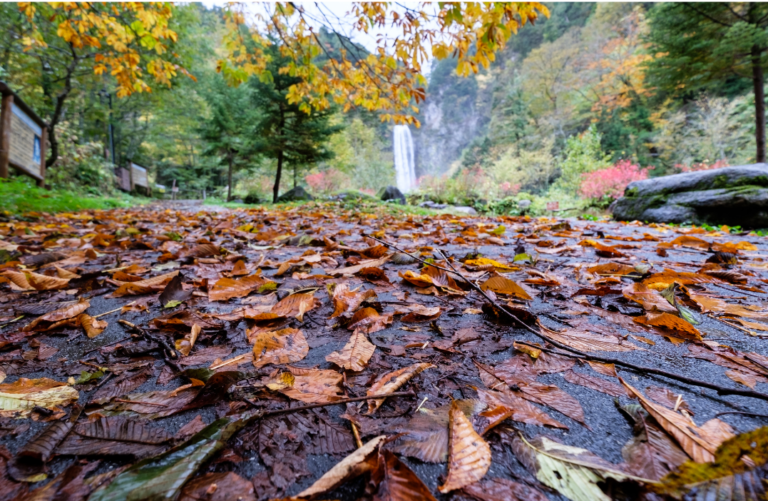 The Dangers of Wet Leaves - Diller Law Personal Injury Law